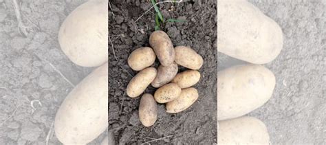 Семенной картофель купить в Тюмени Товары для дома и дачи Авито