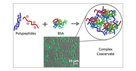 Protein Encapsulation Via Polypeptide Complex Coacervation Acs Macro Letters