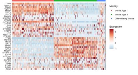 Marker Genes Used To Assign Cell Type Heat Map Using Genes Identified Download Scientific