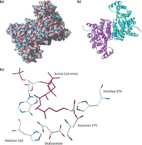 26 11 How Do Enzymes Work Citrate Synthase Organic Chemistry A Tenth Edition Openstax