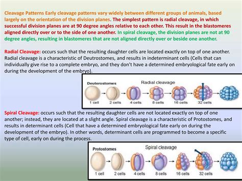 Cleavage Types Of Cleavage Pptx Biological Sciences Science