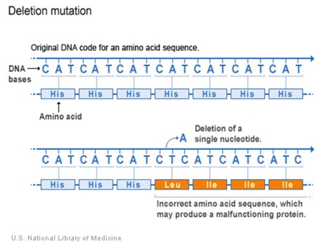 Deletion Mutation Effects