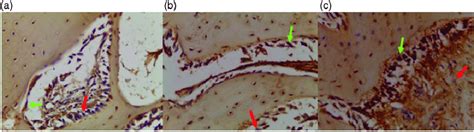 A The Results Of Osteonectin Expression In The 60 Day Observation