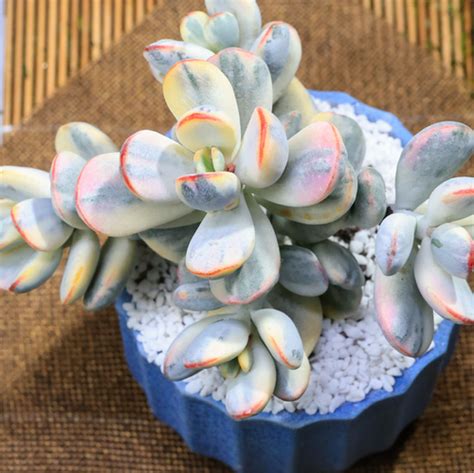 Cotyledon Orbiculata Cv Succulentfarm