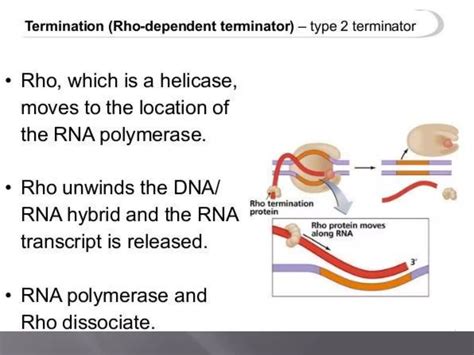 Transcription In Prokaryotes Pptx