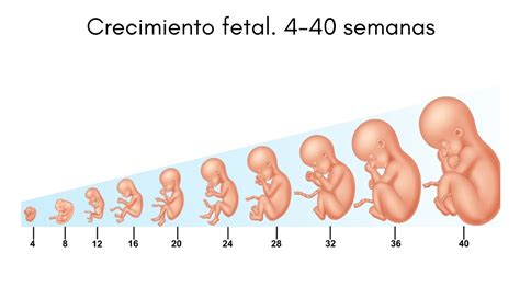 Embriología Qué Es Etapas De Desarrollo Embrionario Dzvzch