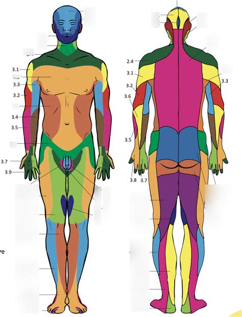 Diagram Of Brachial Plexus Dermatomes Quizlet