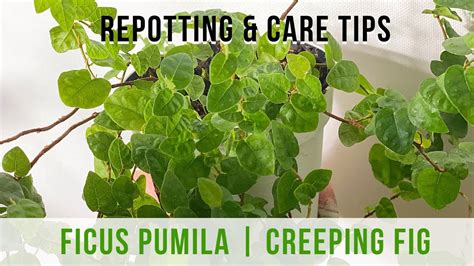 Tips On How To Care For Your Creeping Fig Ficus Pumila 42 Off