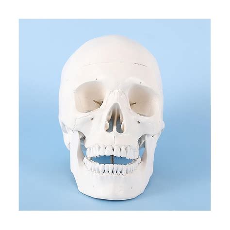 Human Scull Model Life Size Anatomy Anatomical Adult Model With