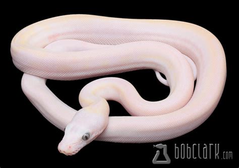 Buy Reticulated Pythons Collections Bob Clark