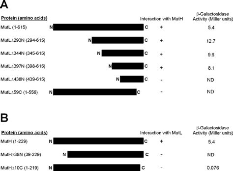 The Cooh Terminus Of Mutl Is Sufficient For The Two Hybrid Interaction