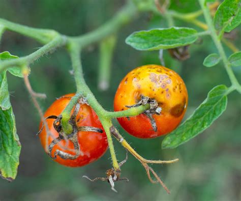 Conquering Common Tomato Diseases An Expert Guide To Identification
