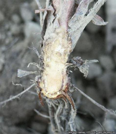 Verticillium Dahliae Vertda Photos Eppo Global Database