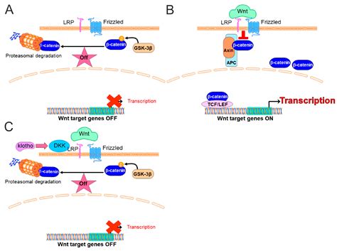 Wnt Signaling Pathway And Stem Cell Signaling Network