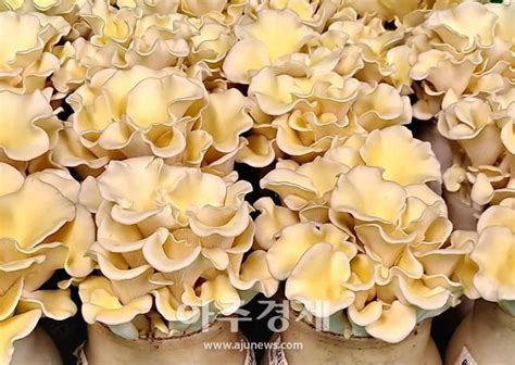 경기도농기원 젊은 세대 겨냥한 버섯 요리 개발 아주경제