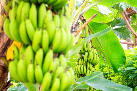 Industria Del Banano Ecuatoriano Afianza Lazos Con Japón