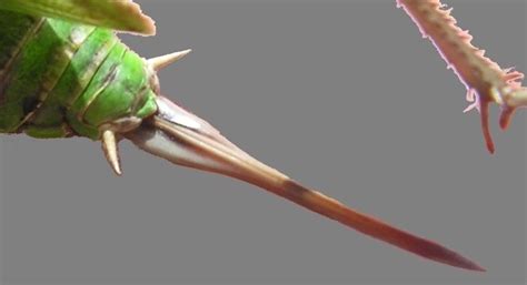 Ovipositor Alchetron The Free Social Encyclopedia