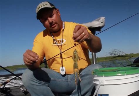 Frog Migration Walleyes From Shore Or Boat Virtual Angling