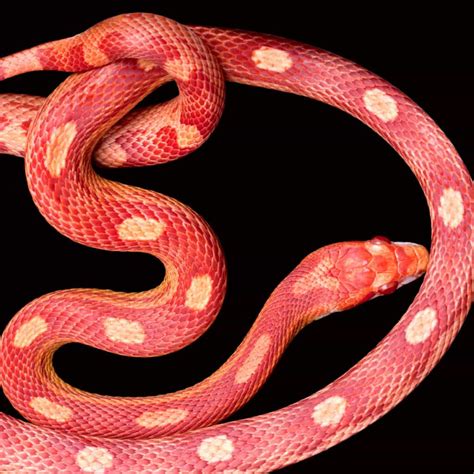 Rare Corn Snake Morphs 60 Corn Snake Morphs By Color Genetics