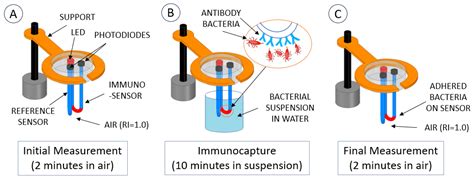 Development Of An Immunocapture Based Polymeric Optical Fiber Sensor For Bacterial Detection In