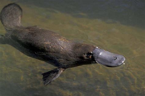 Platypus Natures Unique Egg Laying Mammal Animalgator