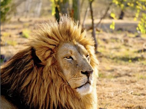 The Best Birthday Freebies And Deals In Johannesburg
