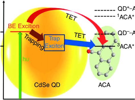 Trap Mediated Triplet Energy Transfer Process The Long Lifetime Of The Download Scientific