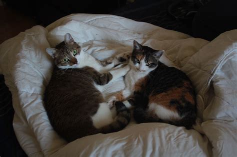 Why Do Cats Pee On The Bed Is My Cat Sick