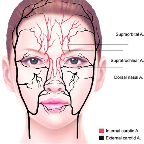 Doppler Ultrasound For Detection Of The Supratrochlear Artery The Download Scientific Diagram