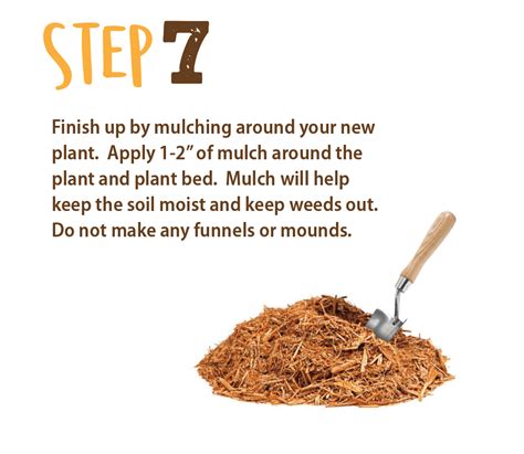 Planting Trees And Shrubs Directions PlantingTree