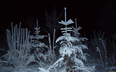 Обои Природа Зима обои для рабочего стола фотографии природа зима лес ель снег ночь свет