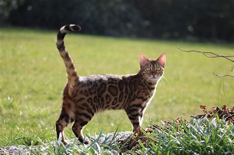 Bengal Cat Price How Much They Cost In 2025 Catster