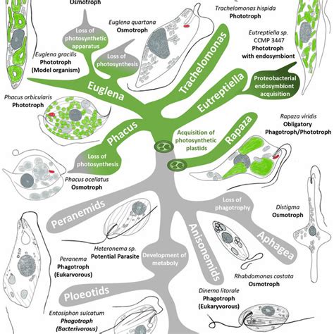 Simplified Euglenoid Phylogenetic Tree Selected Branching From The Download Scientific Diagram