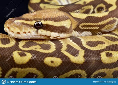 Pet Ball Python Python Regius Stock Photo Image Of Bred Constrictor