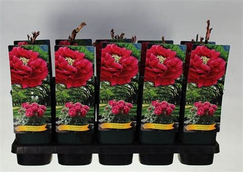 Paeonia suffruticosa Mo Run Jue Lun Ø Floraexpress