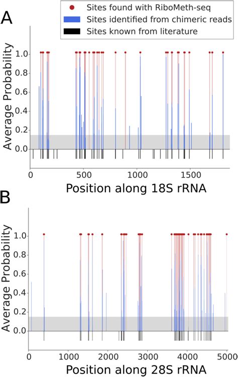 High Throughput Identification Of C D Box Snorna Targets With Clip And Ribometh Seq Pmc