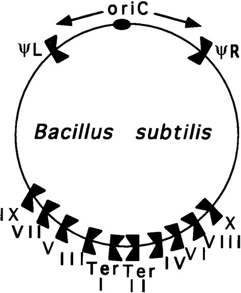 Origin Of Replication