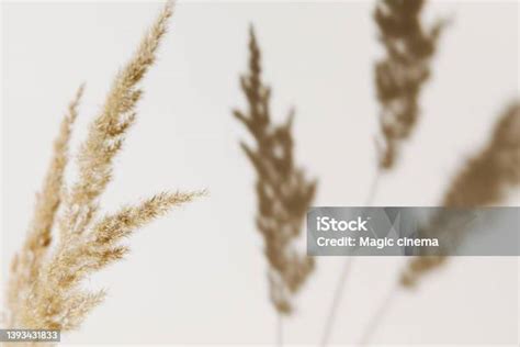 파스텔 중립 베이지 배경에 팜파스 잔디 가지 플랫 레이 리드 단풍 태양 빛과 트렌디 한 그림자 블로거를위한 최소한의 스타일 개념 0명에 대한 스톡 사진 및 기타 이미지