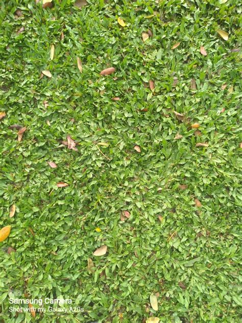 Carabao Grassfrog Grass And Blue Grass Furniture And Home Living
