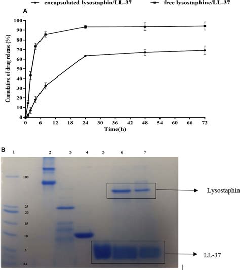 Overall Release Of Lysostaphin Ll 37 From Niosomal Formulation In Swf