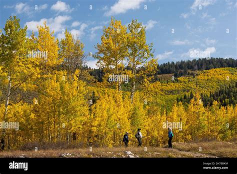 Hikers And Quaking Aspen In Autumn Big Cottonwood Canyon Wasatch