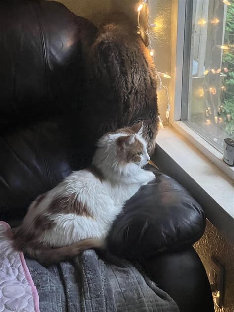 Elevated Loaf Squirrel Watching R Catloaf