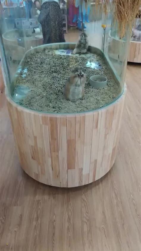 Is He Mocking Me Album On Imgur