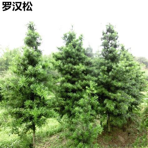 Podocarpus Macrophyllus Seedlings Podocarpus Brevifolius Podocarpus Macrophyllus Sapling Big