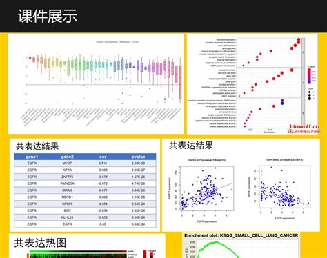 Ccle数据库挖掘试学视频 生信自学网