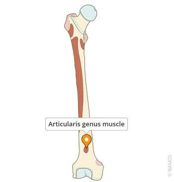 Articularis Genus Muscle E Anatomy Imaios