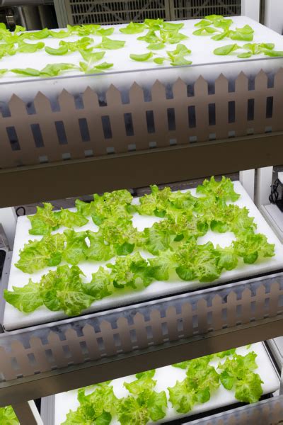 Water Temperature For Hydroponics Key To Thriving Plants Green Thumb Revival