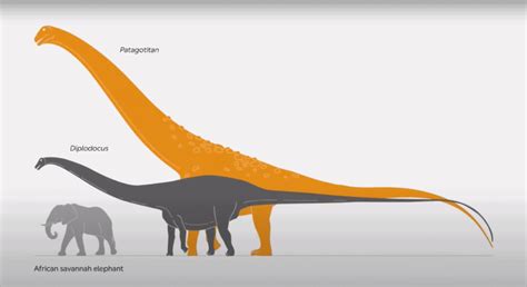 Watch The Largest Dinosaur To Ever Exist Animals Around The Globe