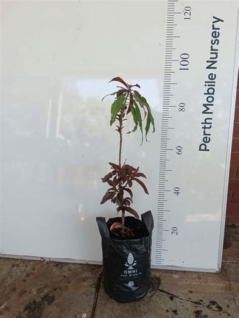 Super Dwarf Nectarine Fruit Tree Perth Wa