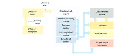 A Schematic Flowchart Indicating Olfactory Pathways In Dogs